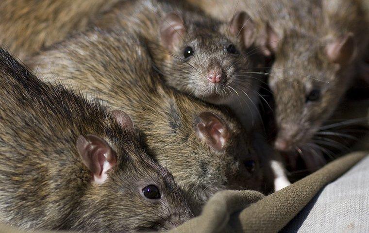 Murrieta's Complete Guide To Rat Infestations