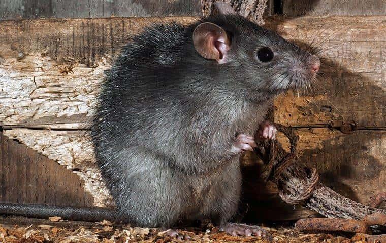 How Hard Is It To Get Rid Of Rodents In Oceanside?