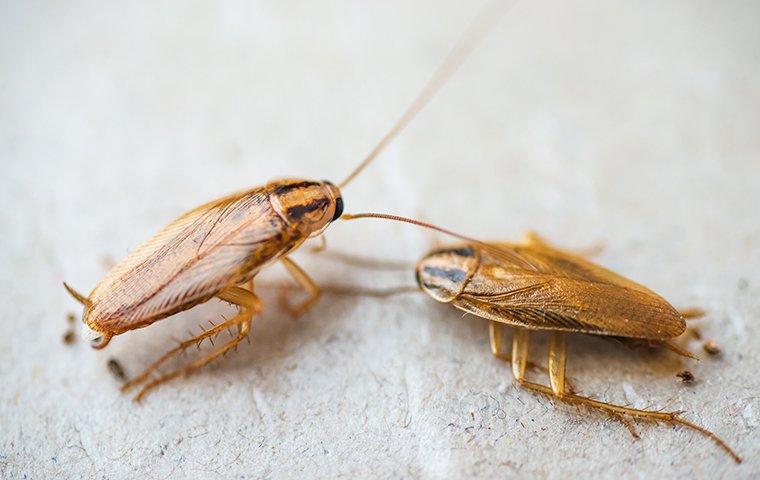 How To Identify And Get Rid Of Cockroaches In Your Murrieta Home